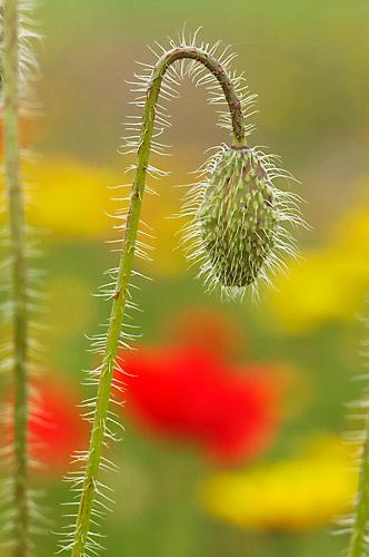 WithASmile.*: Principles of Design -- Emphasis