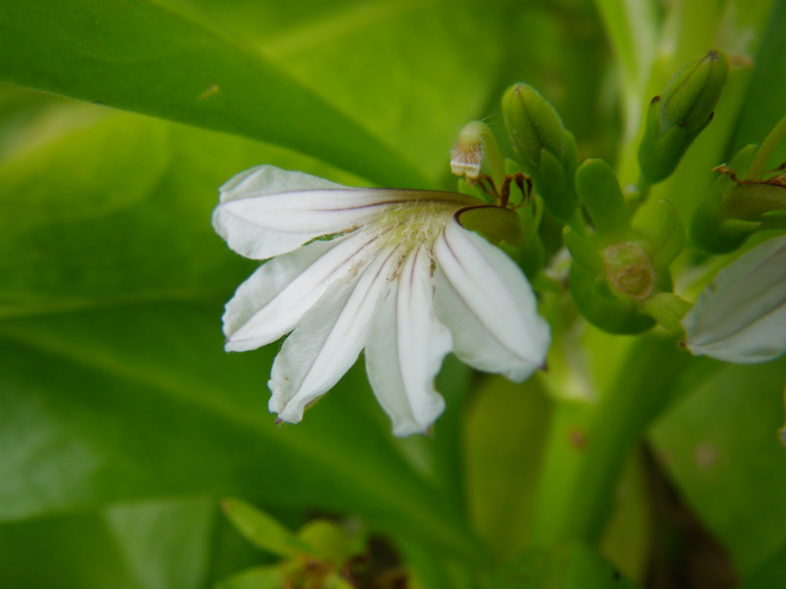 Frogma: Na Pua O Ka Honua - The Flowers of the Earth