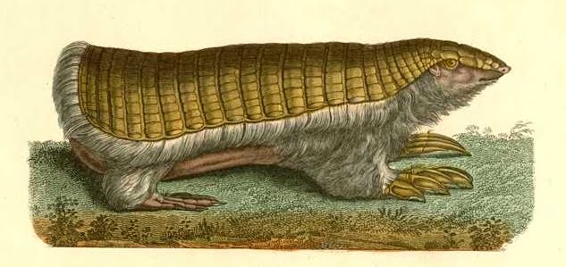 ShukerNature: THE PICHICIEGO - ARGENTINA'S ARMOURED FAIRY