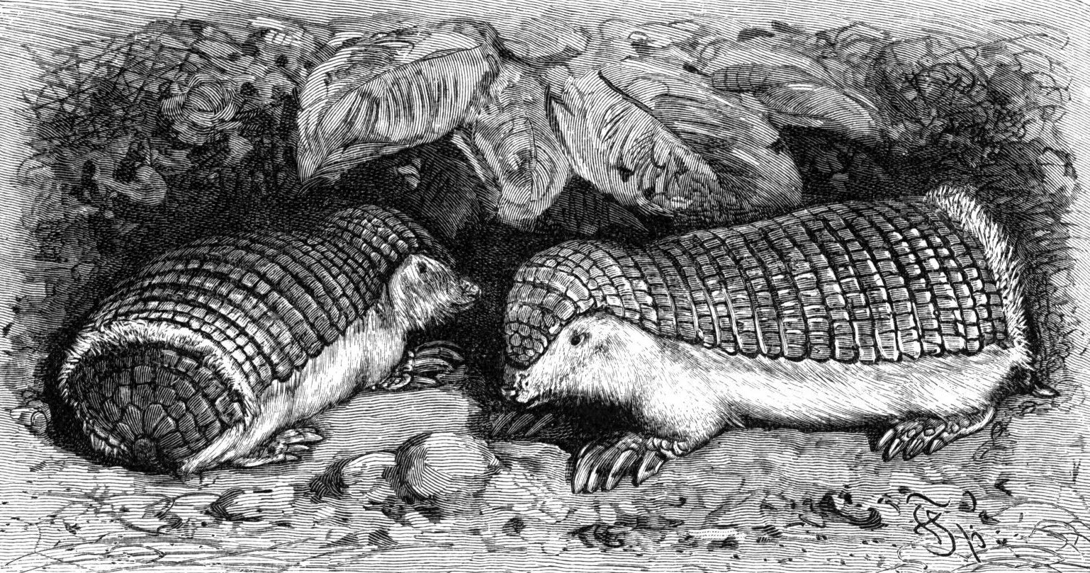 ShukerNature: THE PICHICIEGO - ARGENTINA'S ARMOURED FAIRY