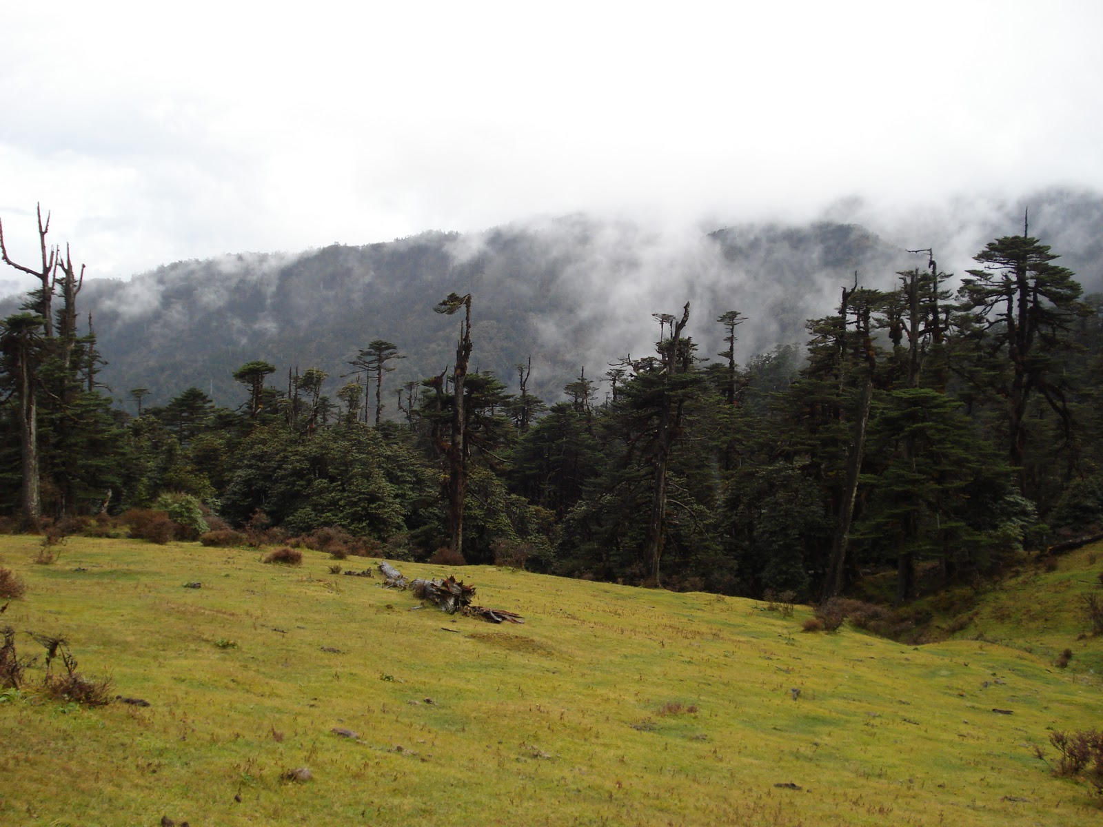 Online Article: Sandakphu Trekking with photos [Manebhanjan -> Tumling ...