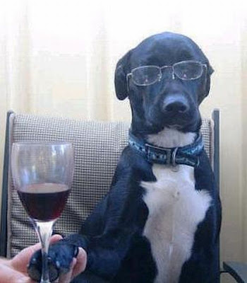 Alcohol and Pets - 25 Pics | Curious, Funny Photos / Pictures