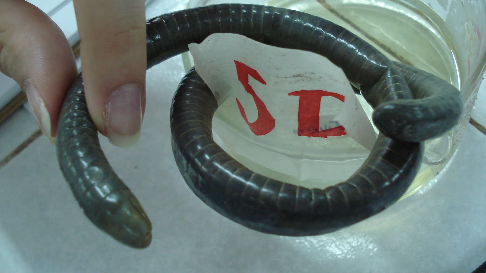 Biología Animal: Clase Amphybia