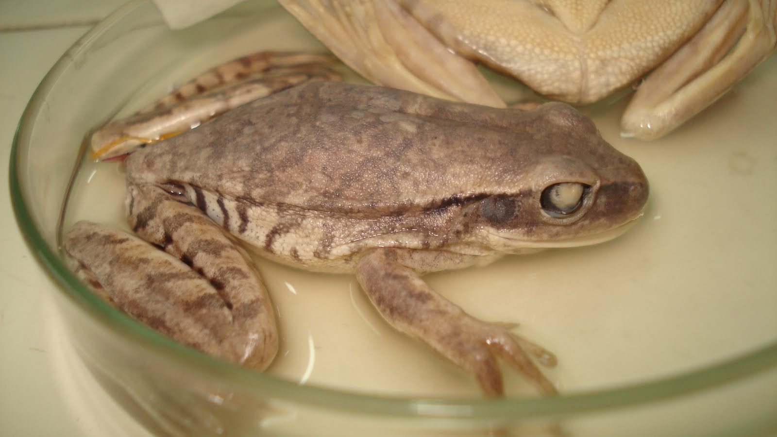 Biología Animal: Clase Amphybia