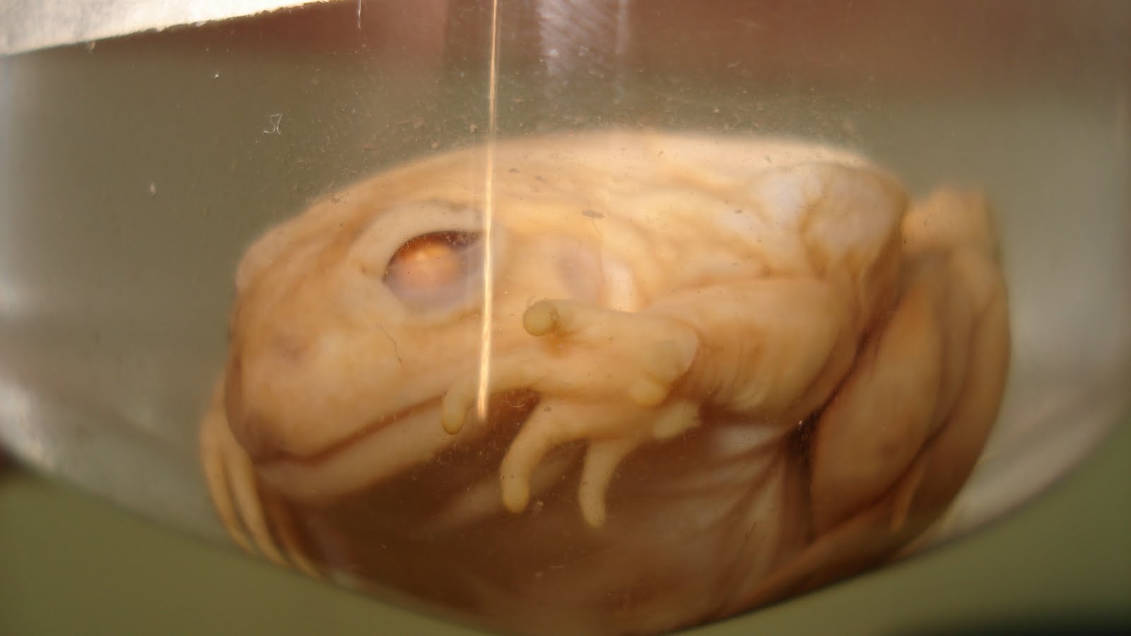 Biología Animal: Clase Amphybia