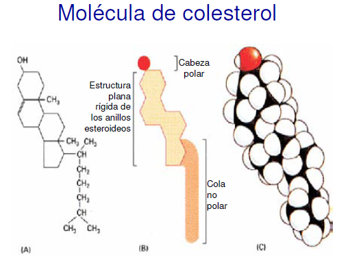 Biología Celular (Membrana, Uniones, Transporte, Matriz Extracelular ...
