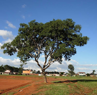 A r b o r e t t o: Sucupira-branca