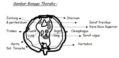 NN_PETC: Lp Trauma Thoraks