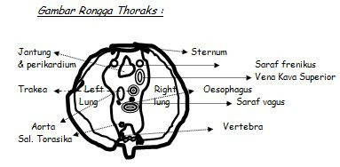 NN_PETC: Lp Trauma Thoraks