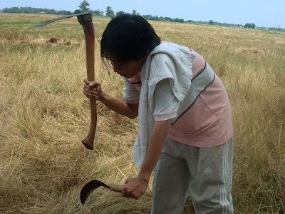 Hoe and Sickle : Traditional Agricultural Tools for Farming and Harvest