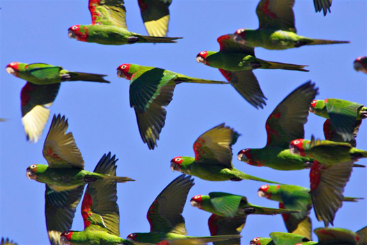 Life on the Edge....: What Parrots Can Teach Us