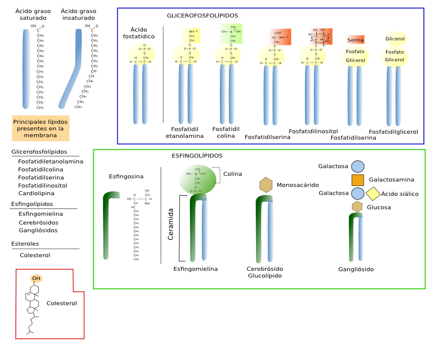 MEMBRANA CELULAR: MEMBRANA PLASMÁTICA
