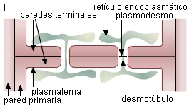 MEMBRANA CELULAR: UNIONES CELULARES Y MATRIZ EXTRACELULAR
