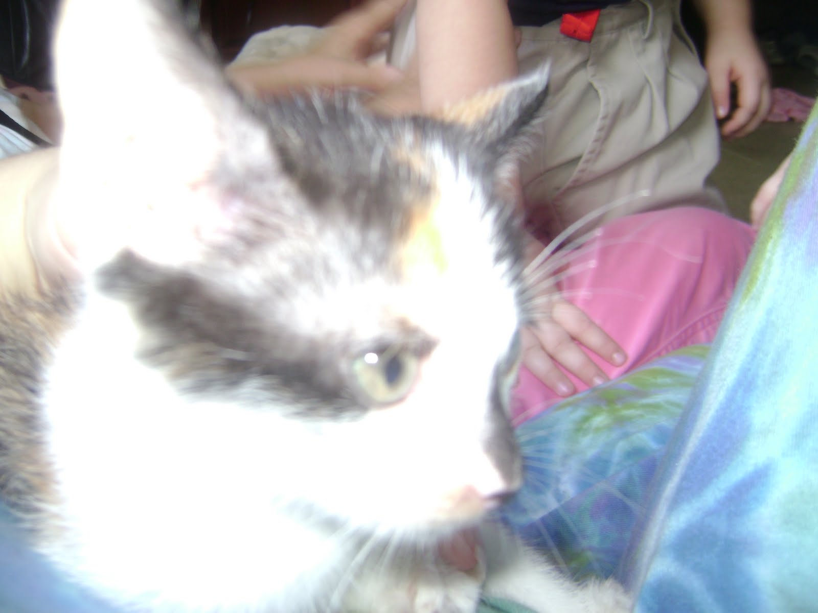 Trailer Park Paradise: Cat fur to make kitten britches