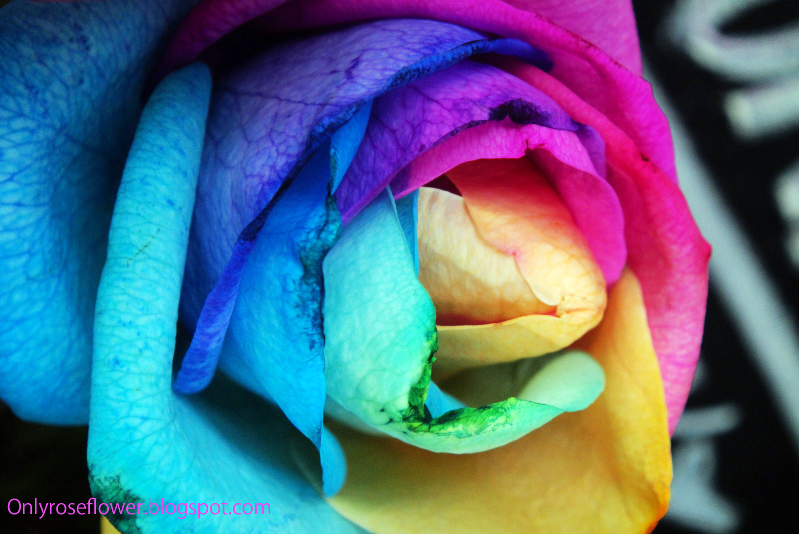 Awesome Multicolor Rose || Only beautiful Roses