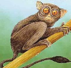 Philippines Phil: Bohol Trip: Tarsiers are Cool...