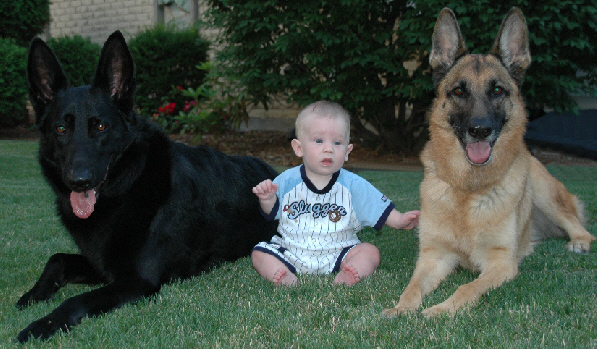 Thinking Aloud: About K-9 or the Working Dogs: Friend or Foe?