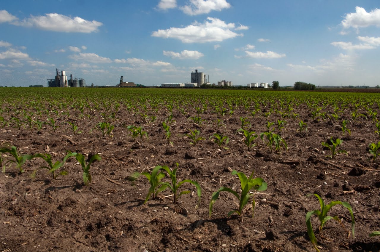 Bailey's Buddy: Cumulus Farm Views - Photos by Bob Kelly