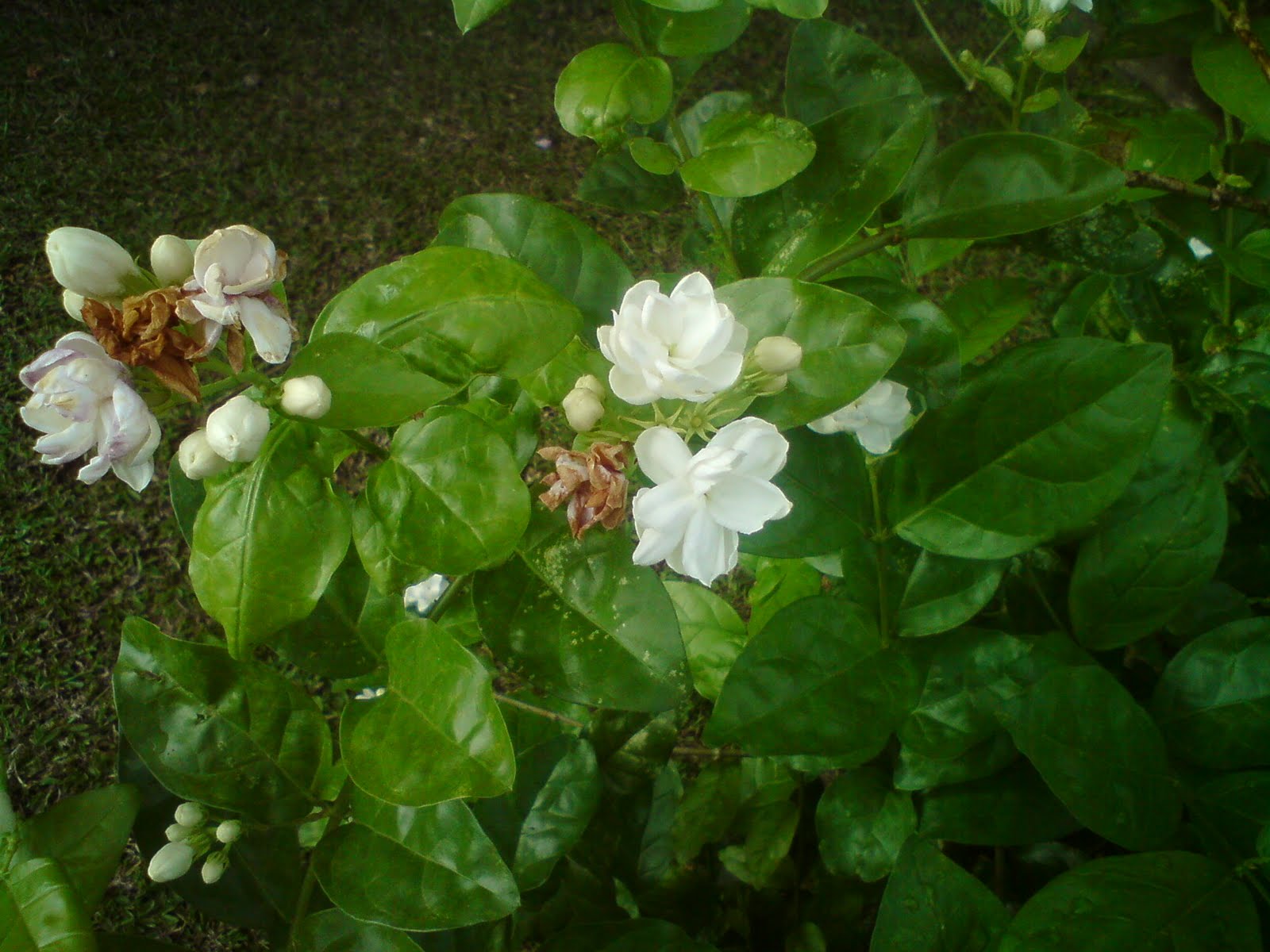 pokok herba,bunga, ulaman dan segala jenis tumbuhan: bunga melor