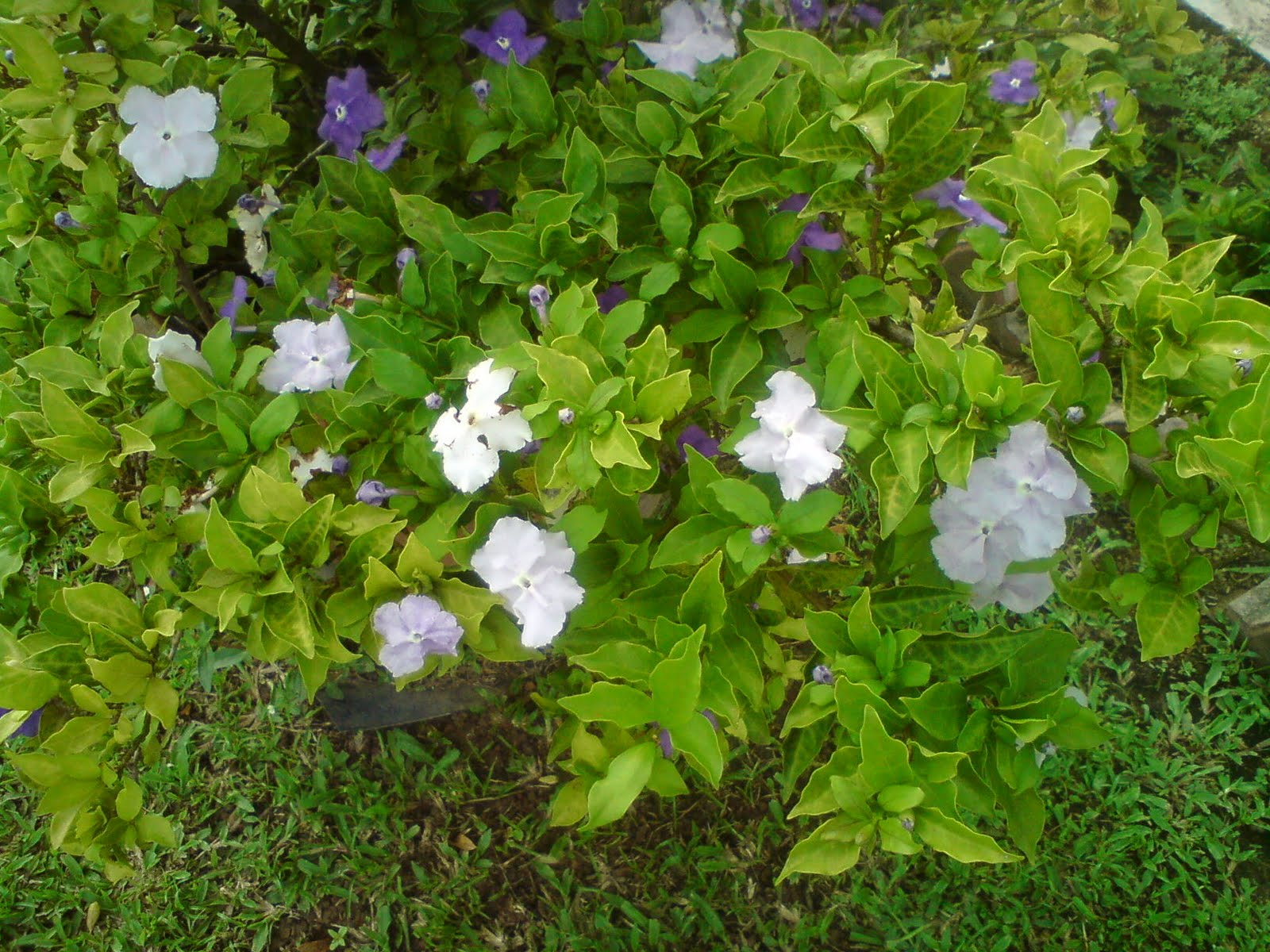 pokok herba,bunga, ulaman dan segala jenis tumbuhan: June 2010