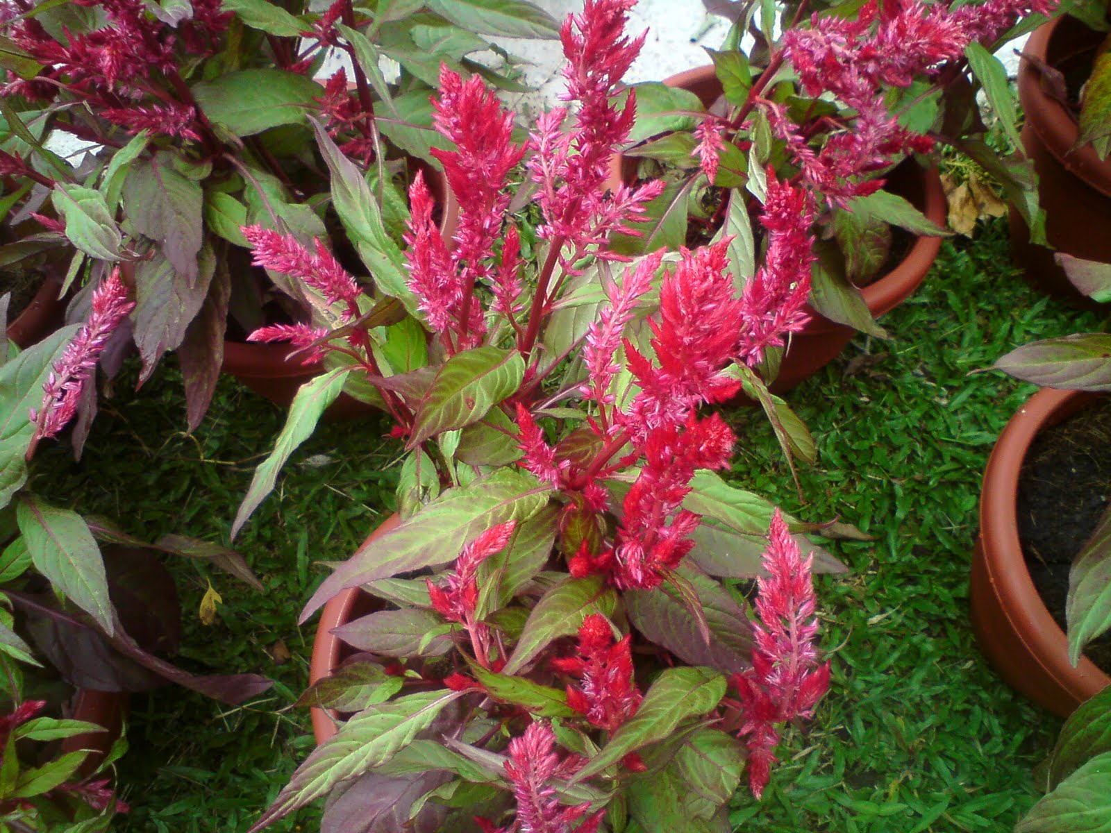 pokok herba,bunga, ulaman dan segala jenis tumbuhan: bunga celosia