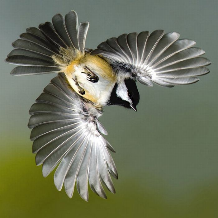 Beautiful Bird In Flight