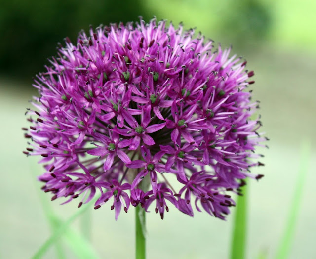 hg6677: Bunga Allium