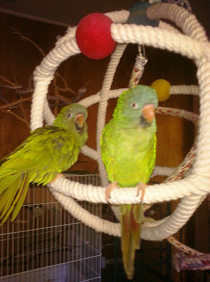 Parrot Nanny Gayle Reece: November 2009