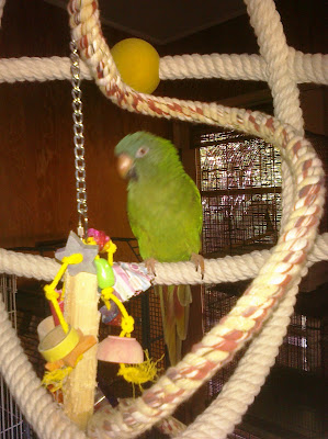 Parrot Nanny Gayle Reece: November 2009