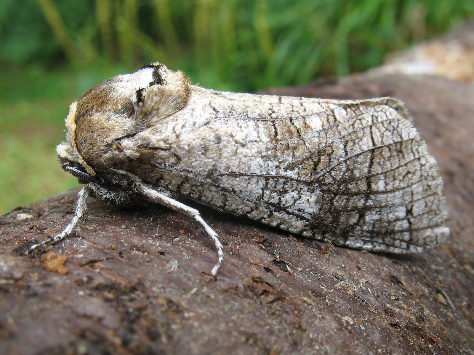 Blashford Lakes Wildlife Reserve: July 2010