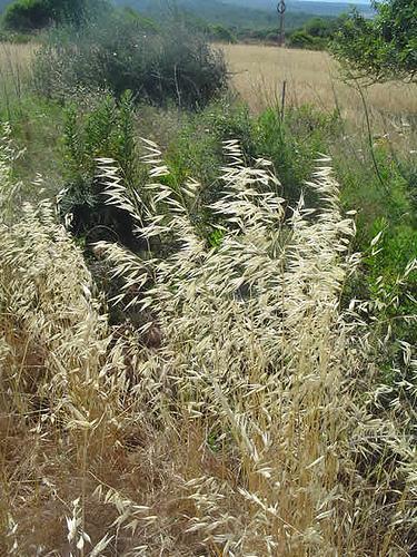 política: alergia al polen de las gramineas