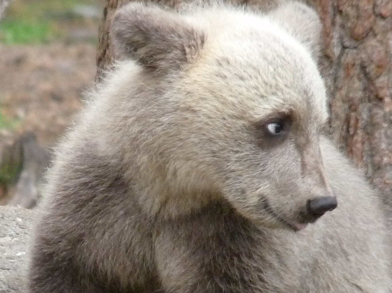 il nostro nord del mondo: Il cucciolo d´orso