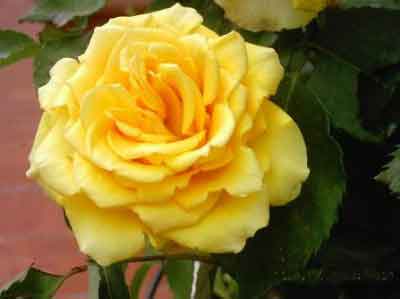 Arte & Símbolos: ROSAS