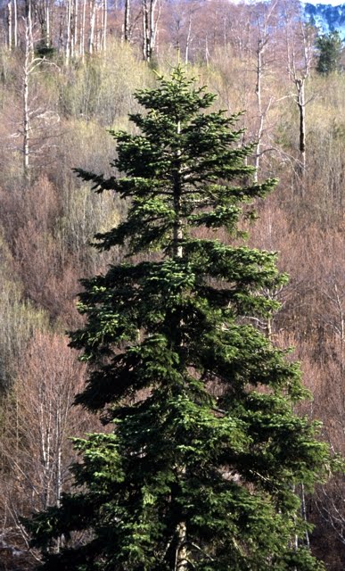 Nuestras plantas medicinales: Abeto