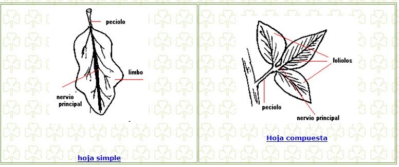 clasificacion de hojas guia 2.5: 2. MARCO TEORICO clasificacion de hojas guia 2.5: 2. MARCO TEORICO