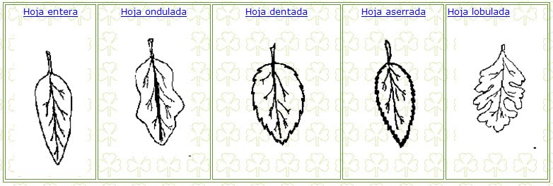 clasificacion de hojas guia 2.5: 2. MARCO TEORICO clasificacion de hojas guia 2.5: 2. MARCO TEORICO