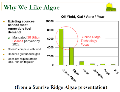 NewEnergyNews: WHICH ALGAE FOR THE BEST BIOFUEL?