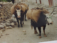 National Forage & Grassland Research Centre, Nepal: Yak and Chauri ...