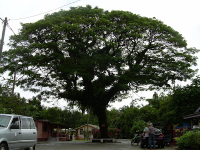 KeLiNcIcOmEl: PoKoK JaTi