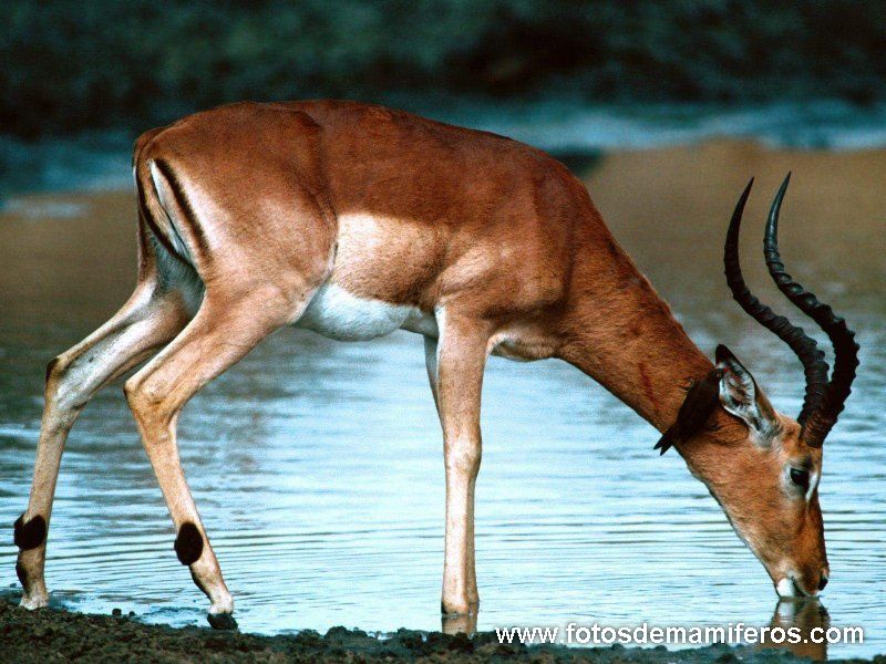 animales: EL ANTILOPE