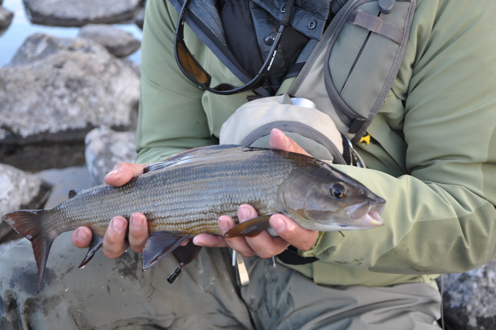 Vakringen: Flugfiske @ Arjeplog