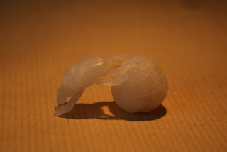 Jigger Flea Animation