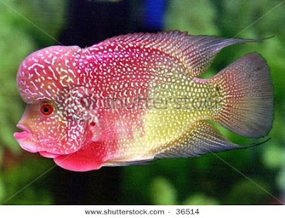 Ikan Nonong: Merawat Ikan Lohan