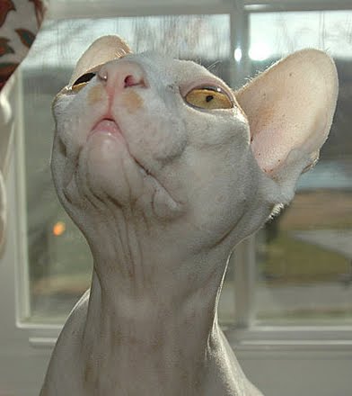 Ultra-Gross: Gross, Disgusting, Repulsive Animals (and the humans who ...