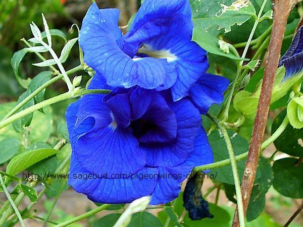 My Travellogue: Bunga Telang>Butterfly Pea>Pigeon Wings>Clitoria Ternatea