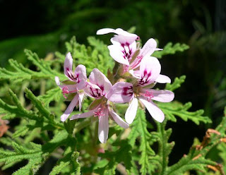 My Travellogue: Pelargonium Radula - (Jeremin- Halau Nyamuk)