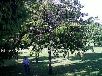 My Travellogue: Asam Gelugur or Asam Keping in Malay (Garcinia Atroviridis)