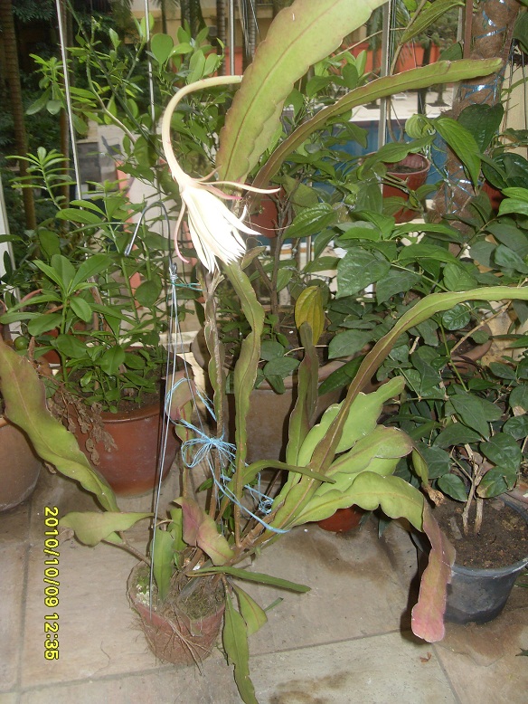 My Travellogue: Bakawali Bloom Again .... Bakawali Berbunga lagi