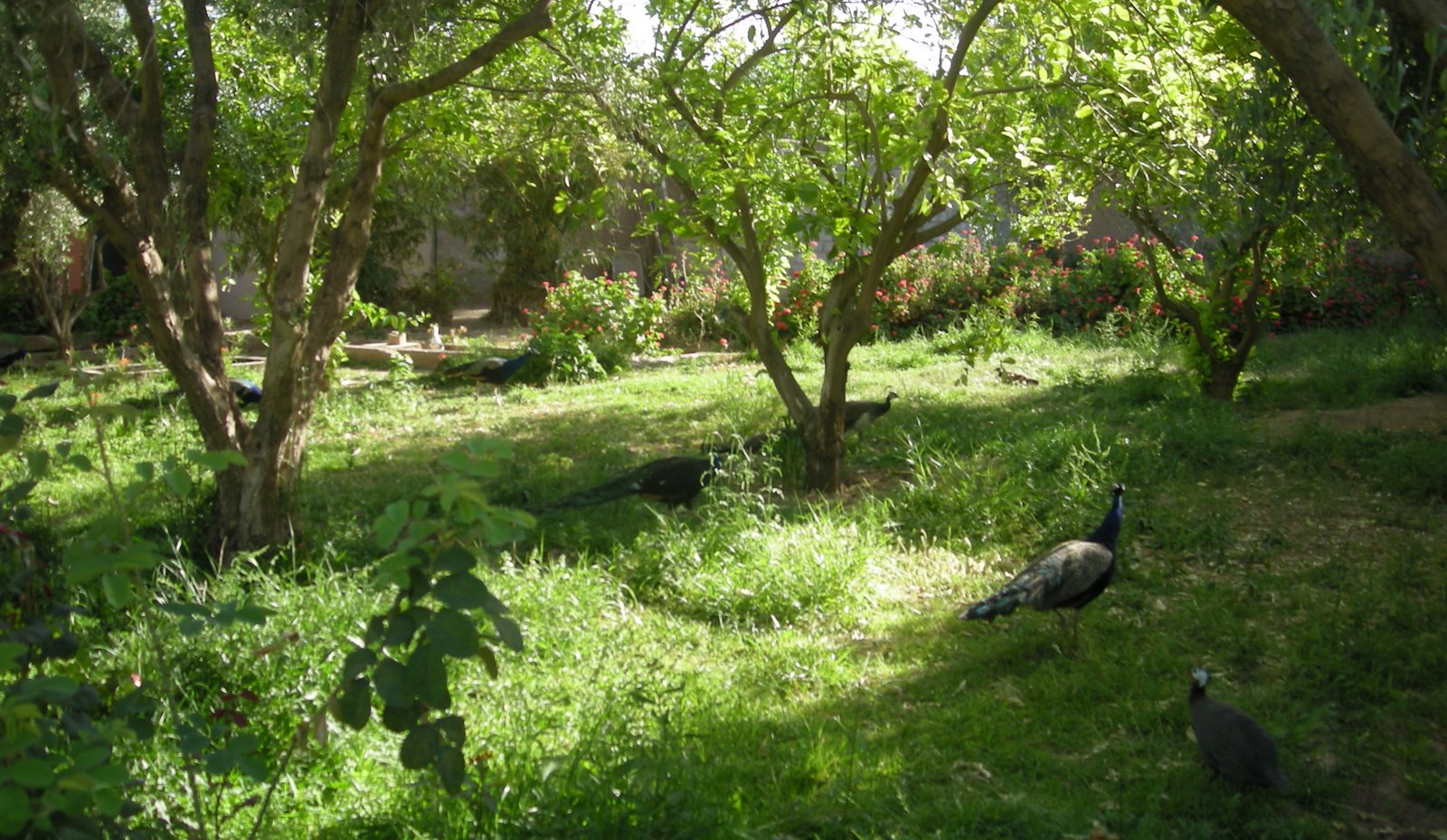 GOLDWATER FAMILY - BANYUEMAS: MUSAFIR YANG BERTEDUH DI BAWAH POHON RENDANG