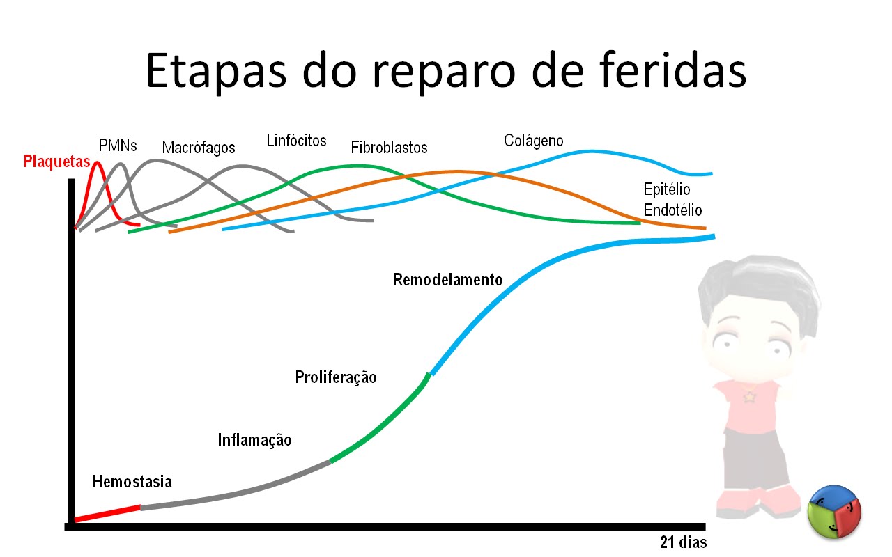 Patologia Básica: Etapas do reparo de feridas